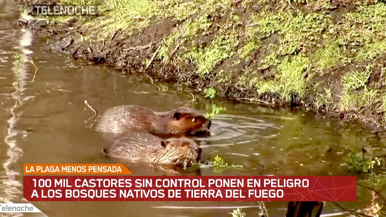 El castor, roedor originario de América de Norte, ha causado más ...